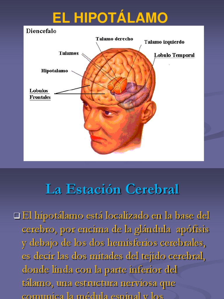 El Hipotálamo | PDF | Hipotálamo | Tálamo