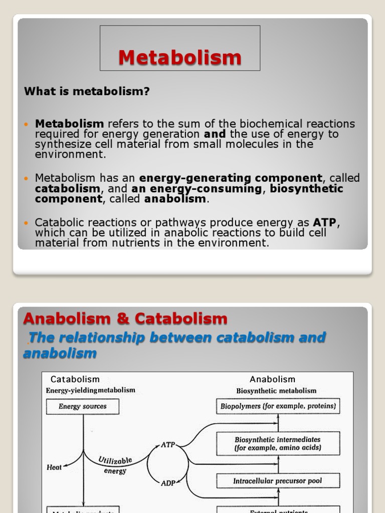 03 Intermediary Metabolism | Metabolic Pathway | Metabolism