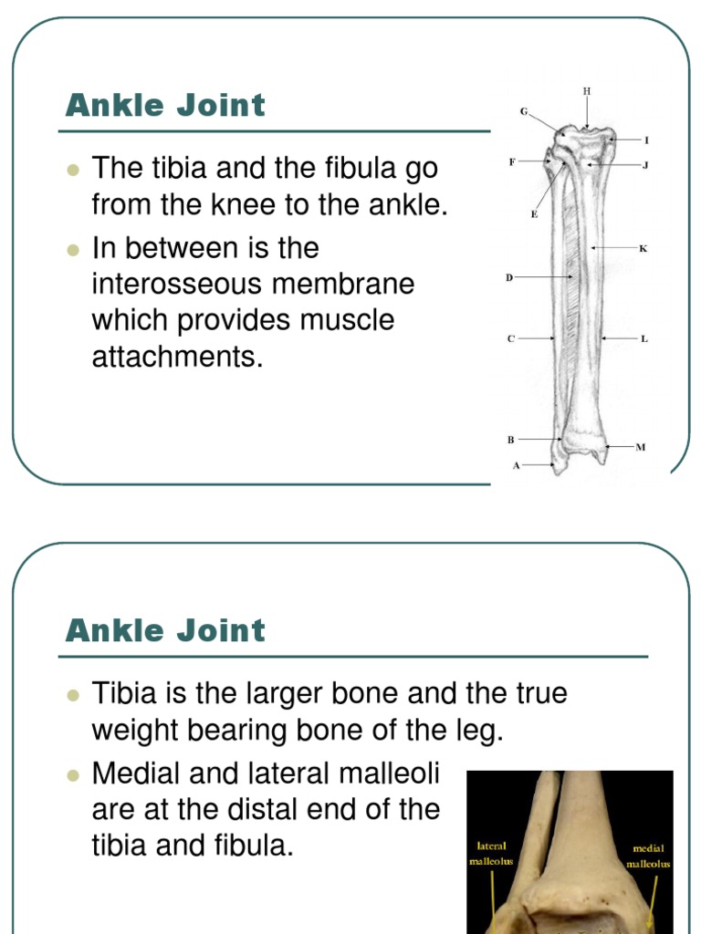 Ankle Joint and Foot Anatomy Overview | PDF | Foot | Human Leg