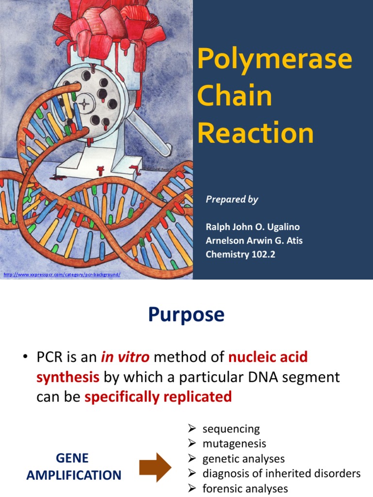 (Chem 102.2) Polymerase Chain Reaction | PDF | Polymerase Chain Reaction | Primer (Molecular ...