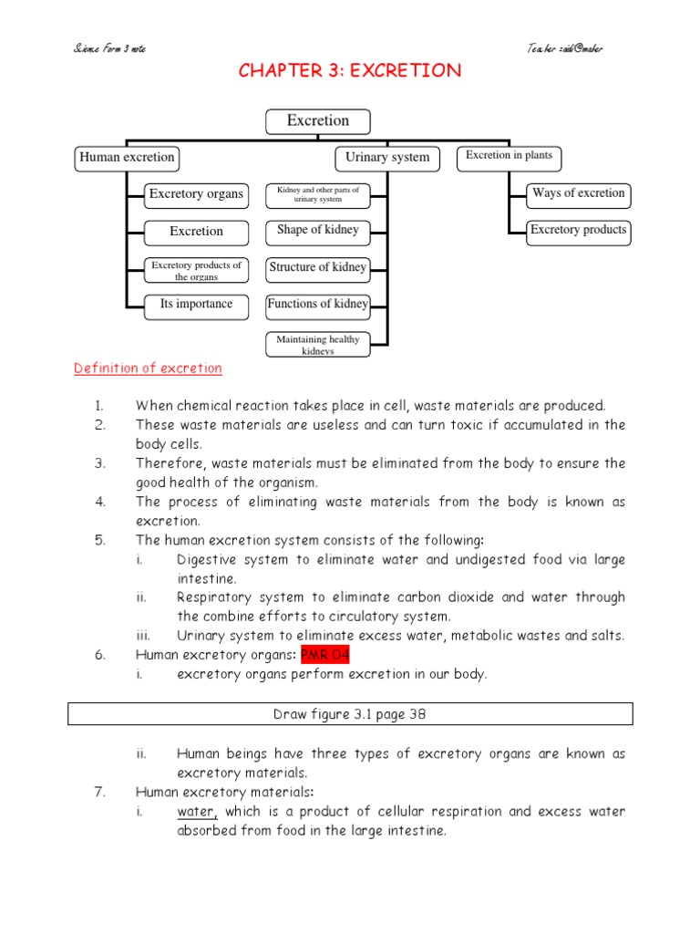 Microsoft Word Chapter 3 Excretion | PDF | Excretion | Kidney