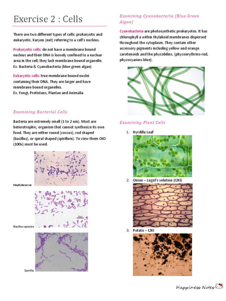 Exercise 2: Cells: Examining Cyanobacteria (Blue Green Algae) | PDF ...