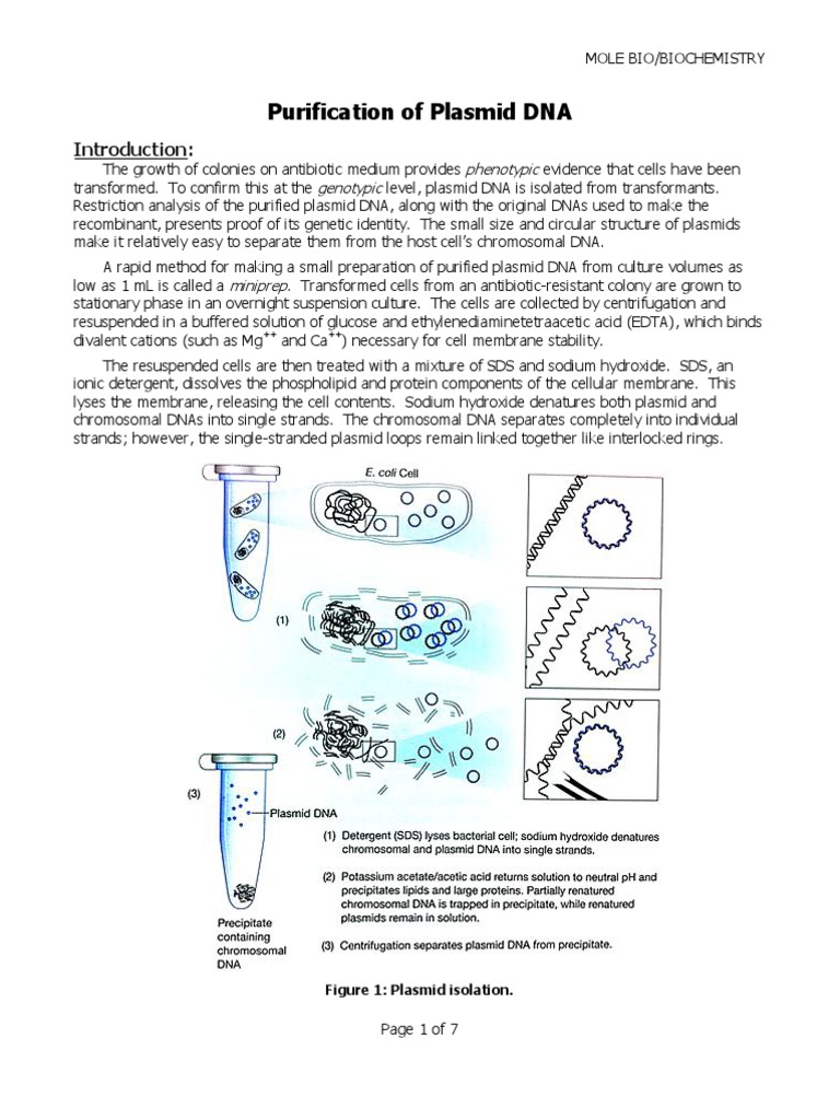 Isolation and Purification of Plasmid DNA from Transformed E. coli: A ...