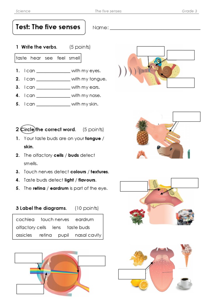 Test: The Five Senses | PDF | Taste | Senses