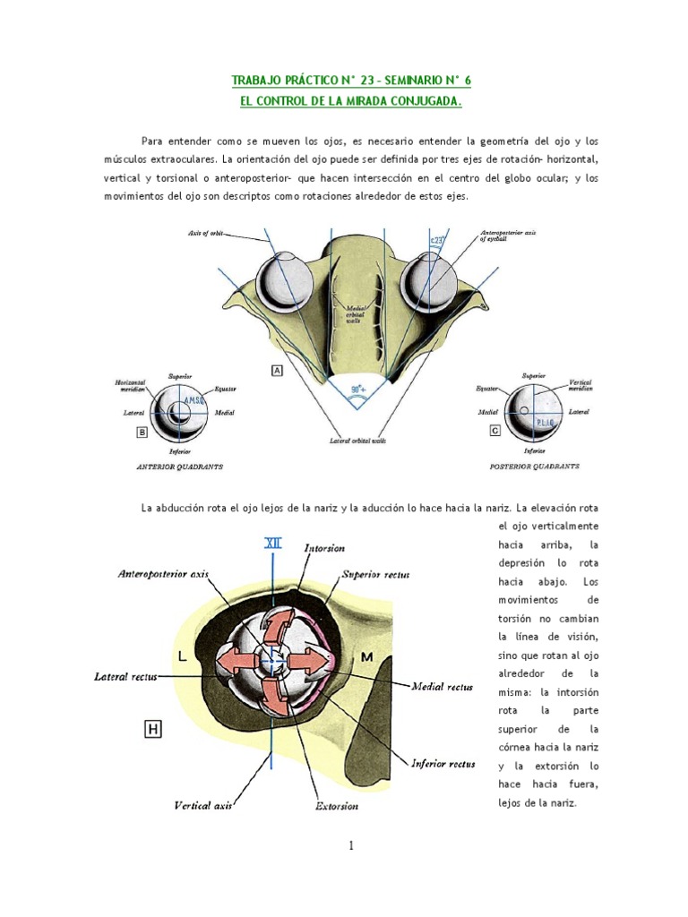 El Control de La Mirada Conjugada. M. E. Franchi | Ojo humano | Médula ...