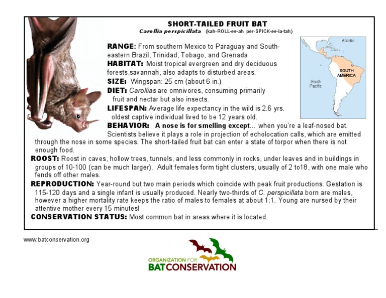 Short-Tailed Fruit Bat Overview | PDF