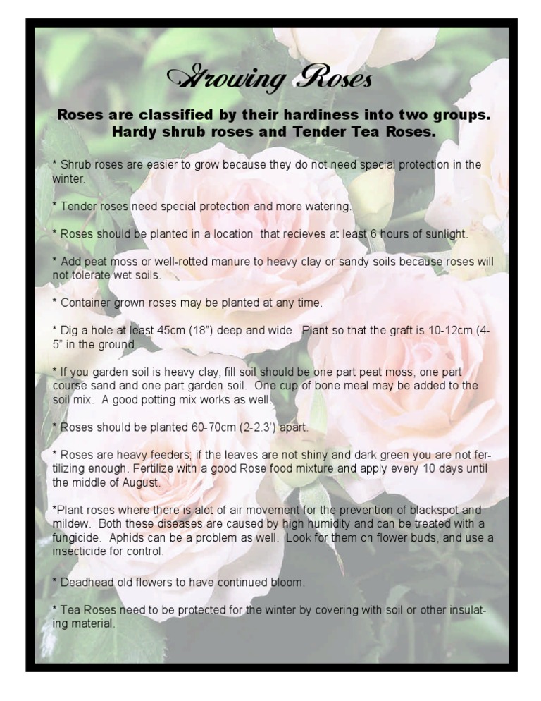 Roses - Growing - Roses | PDF | Home & Garden