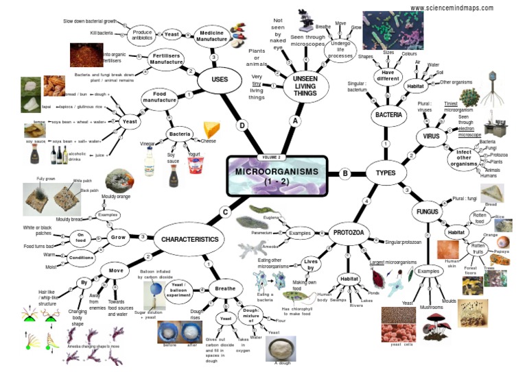 Microorganisms Mind Map | PDF | Bacteria | Yeast