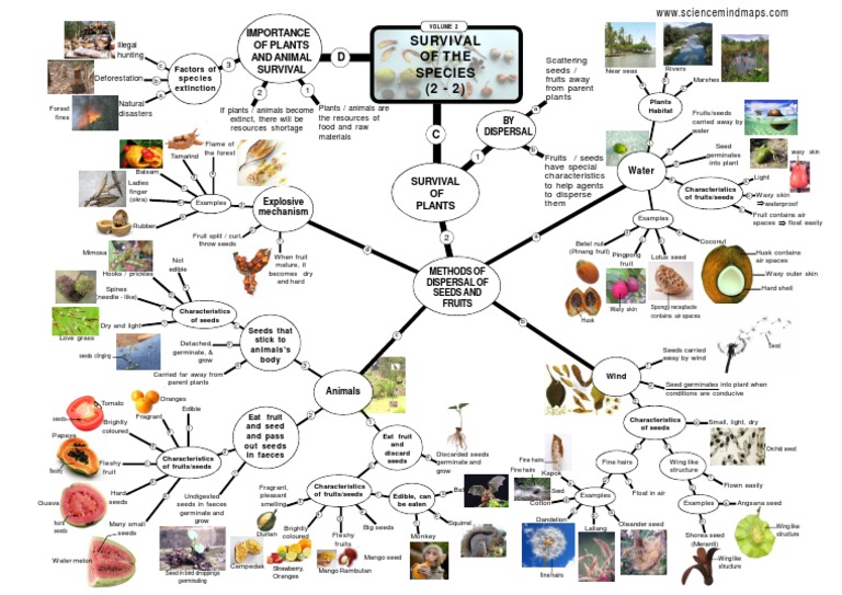 Survival of Species Mind Map | PDF | Seed | Fruit