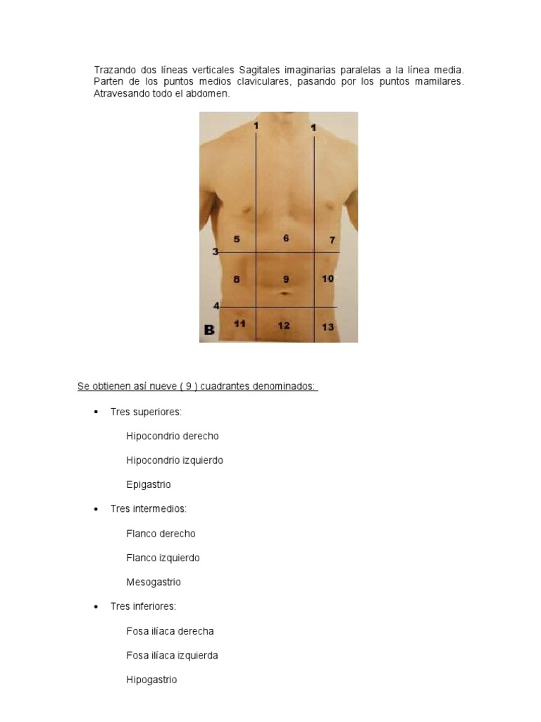 Cuadrantes del tórax y abdomen humano | PDF