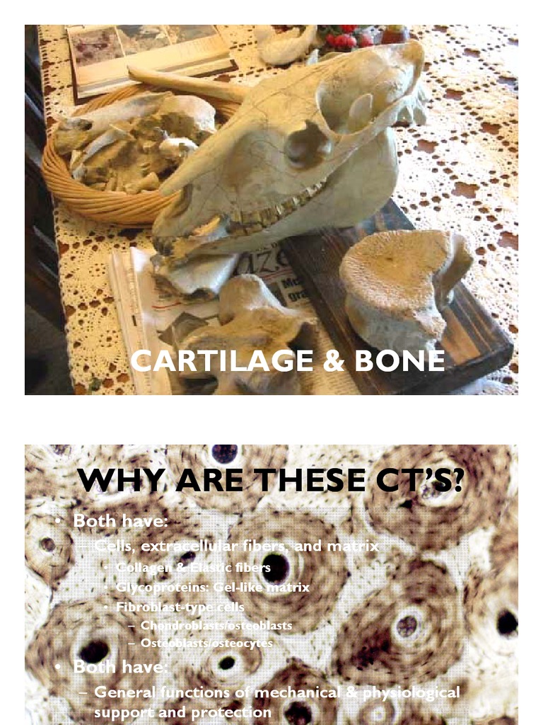 Cartilage & Bone Cartilage & Bone | PDF | Bone | Cartilage