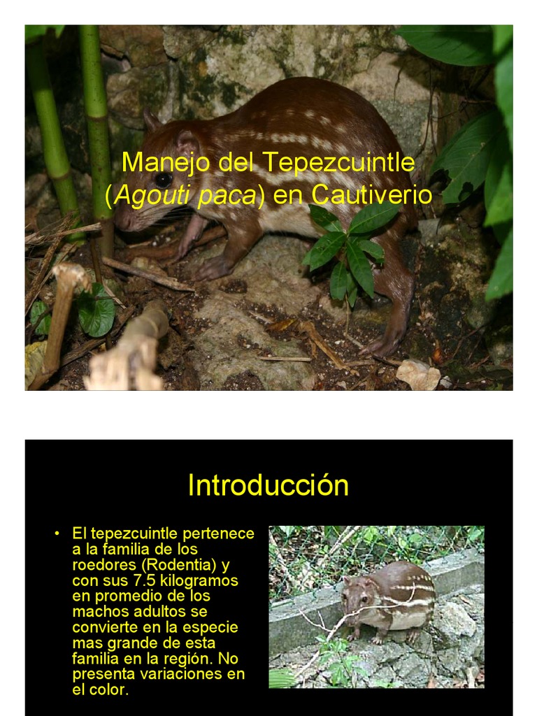 Manejo de Tepezcuintle Basico | PDF