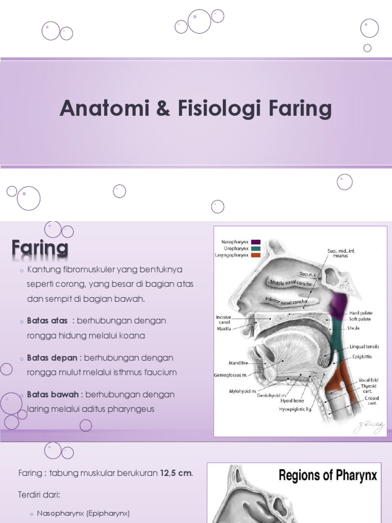Anatomi & Fisiologi Faring | PDF