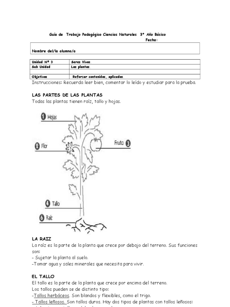 Guía de Ciencias Naturales: Las Plantas | PDF | Flores | Tallo de la planta