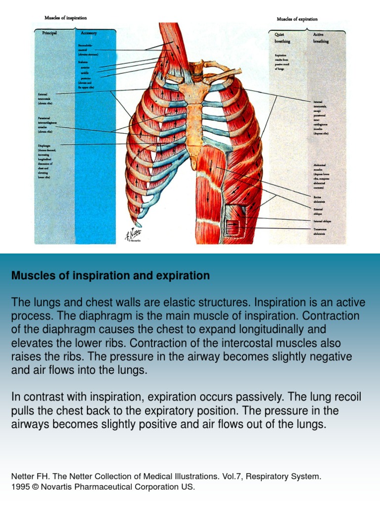 Muscles of Inspiration Muscles of Expiration: Principal Accessory Quiet ...
