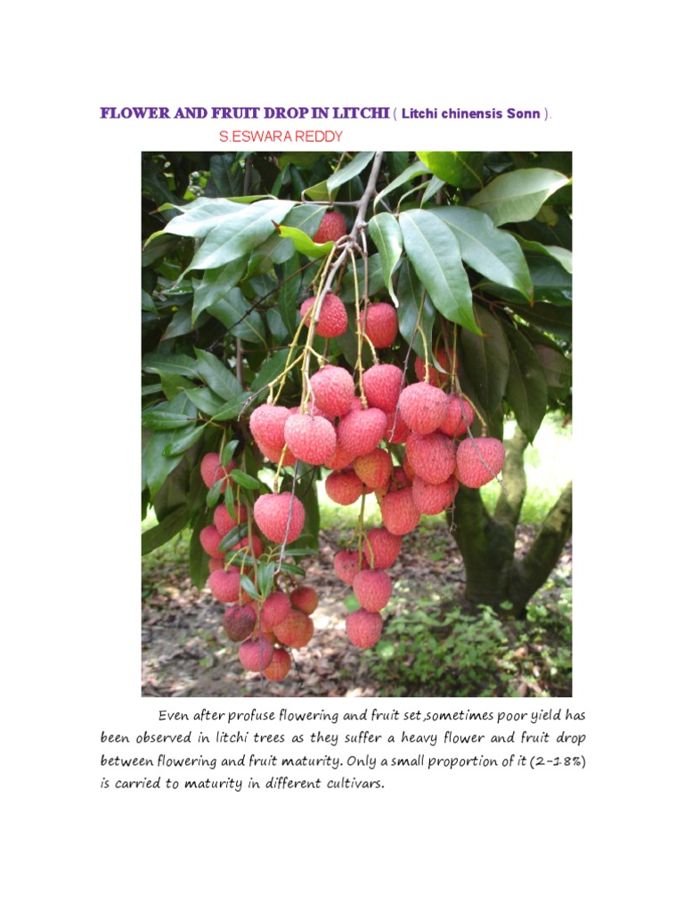 Flower and Fruit Drop in Litchi (Litchi Chinensis Sonn) . | PDF | Flora ...