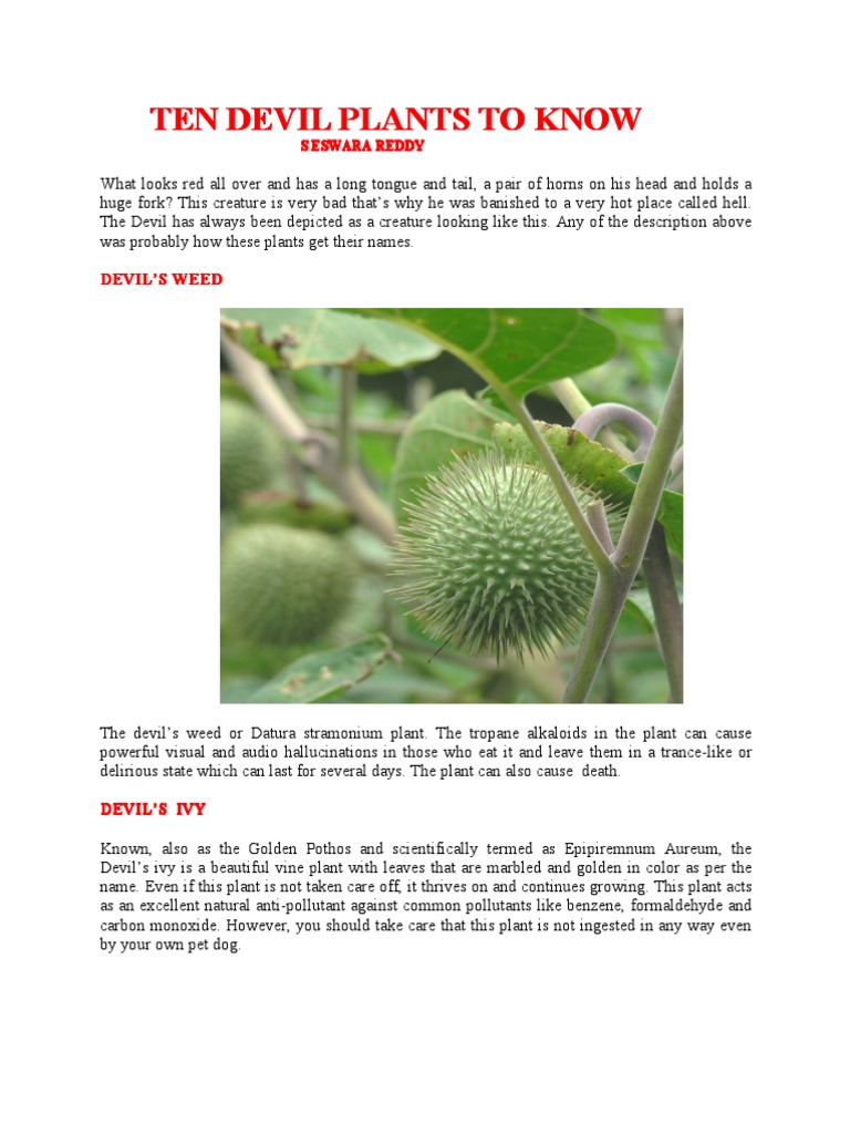 Ten Devil Plants To Know | PDF