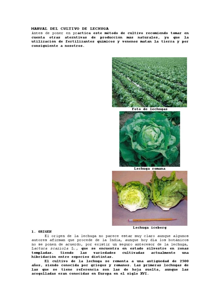 Manual Del Cultivo de Lechuga | PDF | Lechuga | Fertilizante