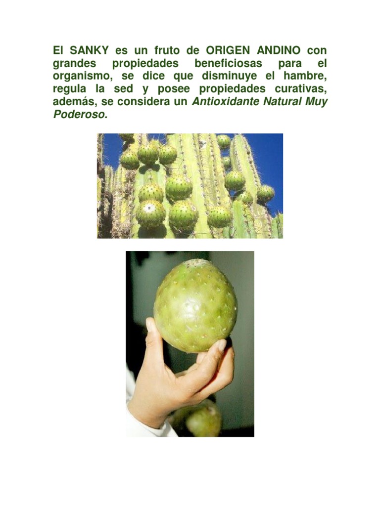 El SANKY Es Un Fruto de ORIGEN ANDINO Con Grandes Propiedades ...