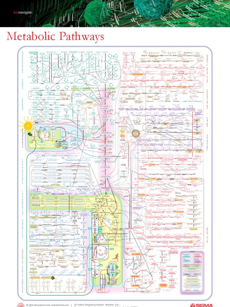 Biochemical Pathways Chart | PDF | Metabolism | Biochemistry