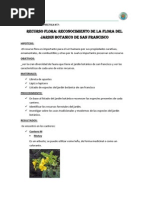 Cúrcuma y Palillo: Origen y Propiedades | PDF | Cúrcuma