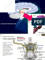 El Colículo Superior | PDF | Anatomía humana | Neurociencia