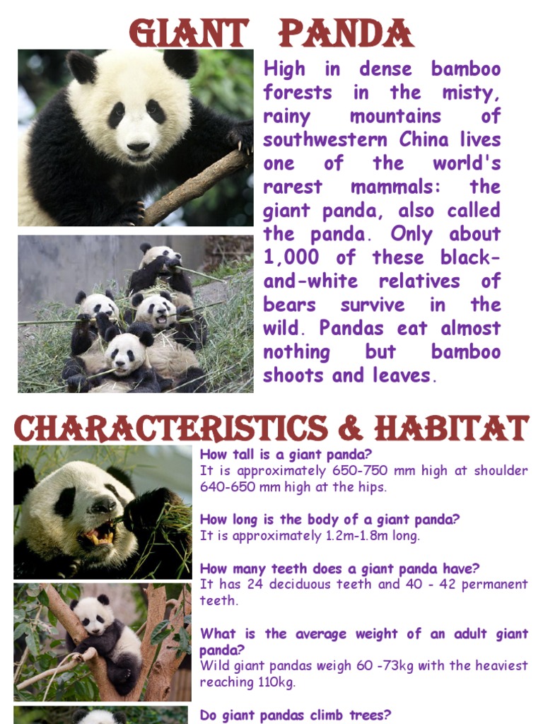Giant Panda | PDF | Giant Panda | Habitat