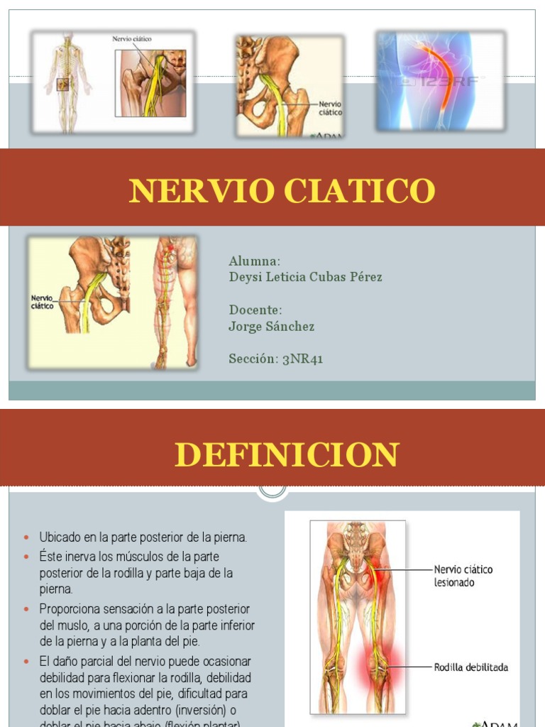 Tratamiento y Anatomía del Nervio Ciático | PDF | Medicina ...