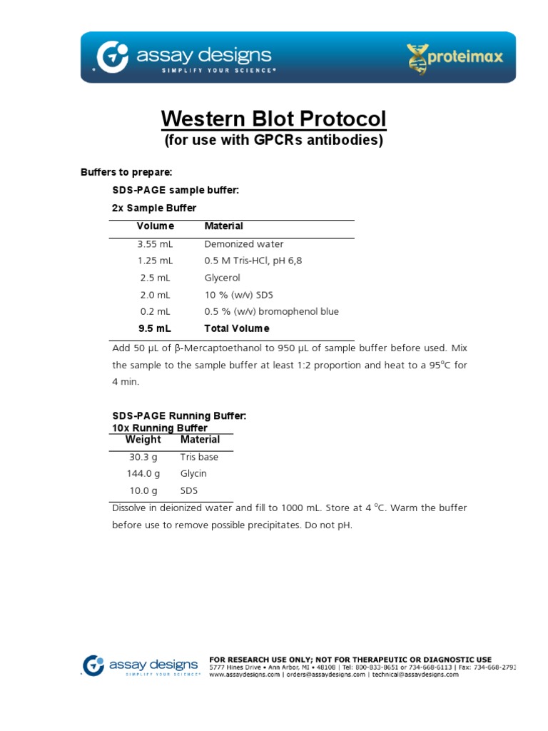 A Detailed Protocol for Performing a Western Blot to Detect G Protein-Coupled Receptors Using ...