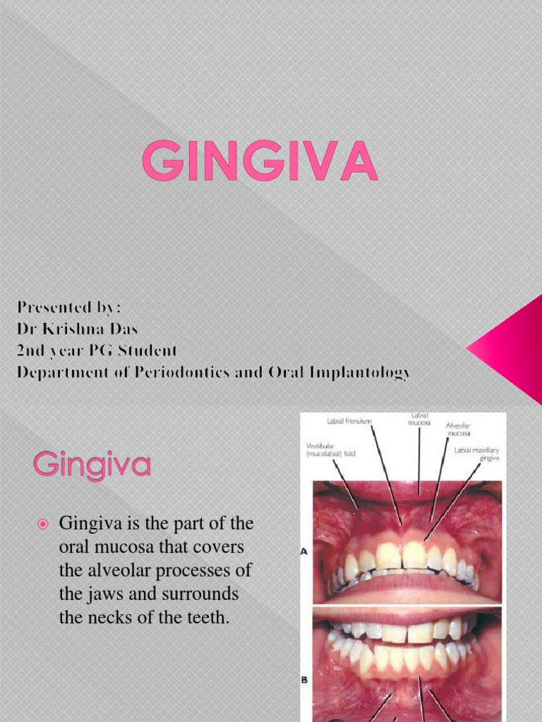 Gingiva | Epithelium | Cell Biology