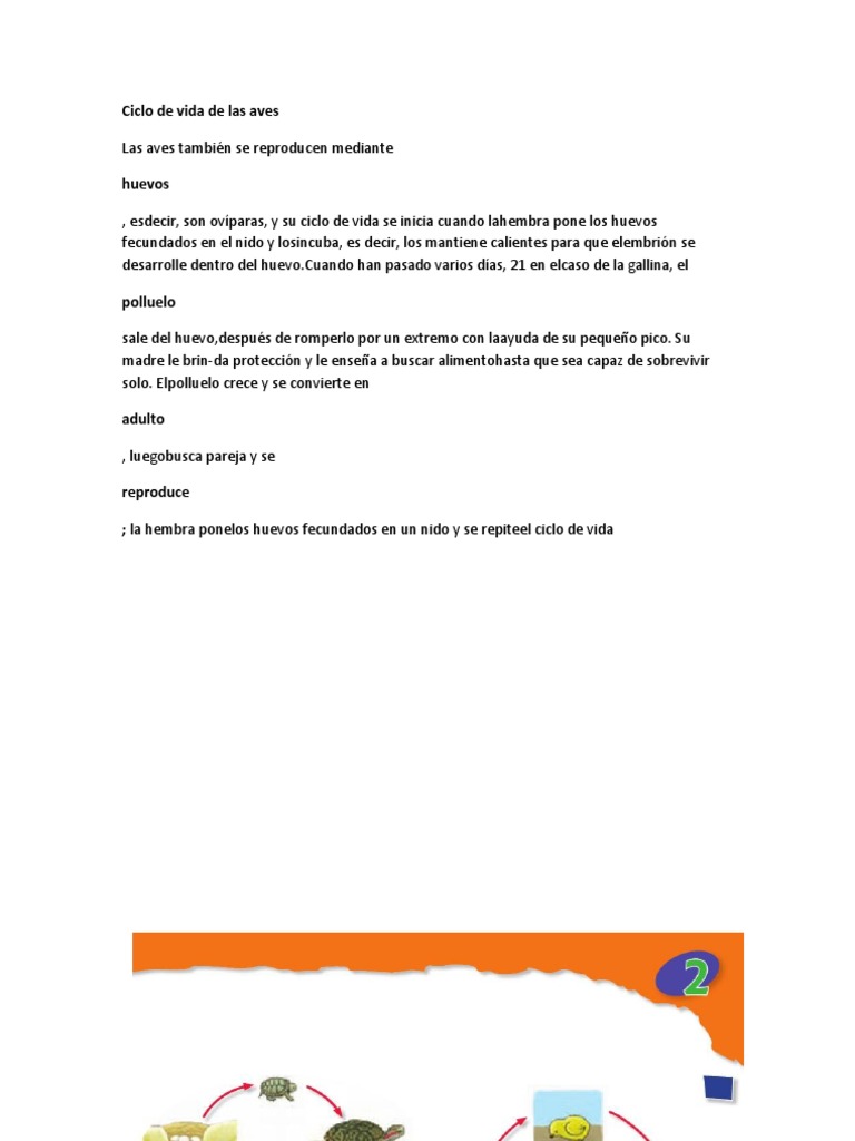 Ciclo de Vida de las Aves | PDF