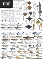 NOAA Shark Identification Placards | PDF | Sharks | Vertebrates