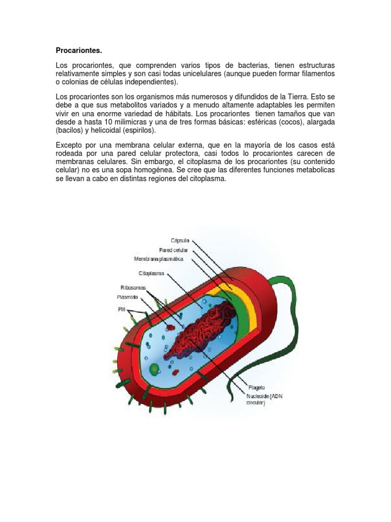 Fotosintesis Procariontes | PDF | Fotosíntesis | Cianobacterias