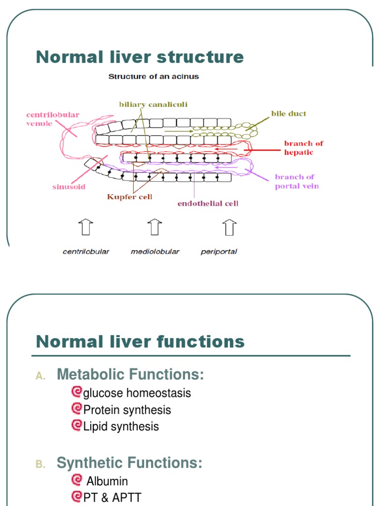 Liver Function Tests and Enzymes | PDF | Alanine Transaminase | Liver