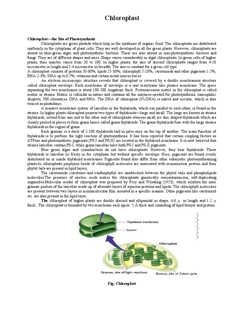 Chloroplast: Chloroplast-The Site of Photosynthesis | PDF | Chloroplast ...