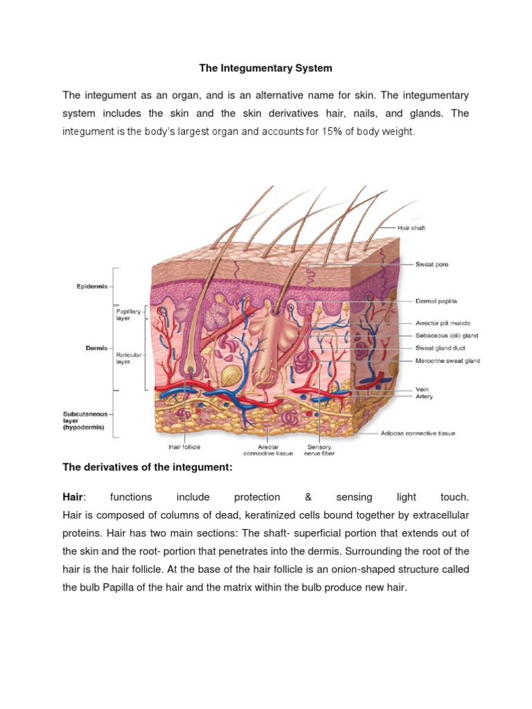 The Integumentary System | PDF | Candidiasis | Epidermis