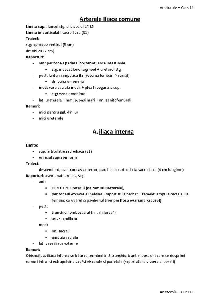 Curs de Anatomie An 2 Semestrul 1 Arterele Iliace Comune Autor: Dr ...