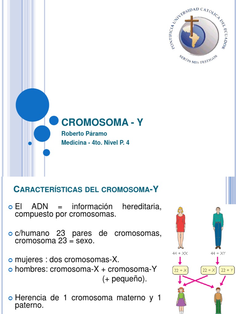 Cromosoma y | Descargar gratis PDF | Cromosoma | Gene