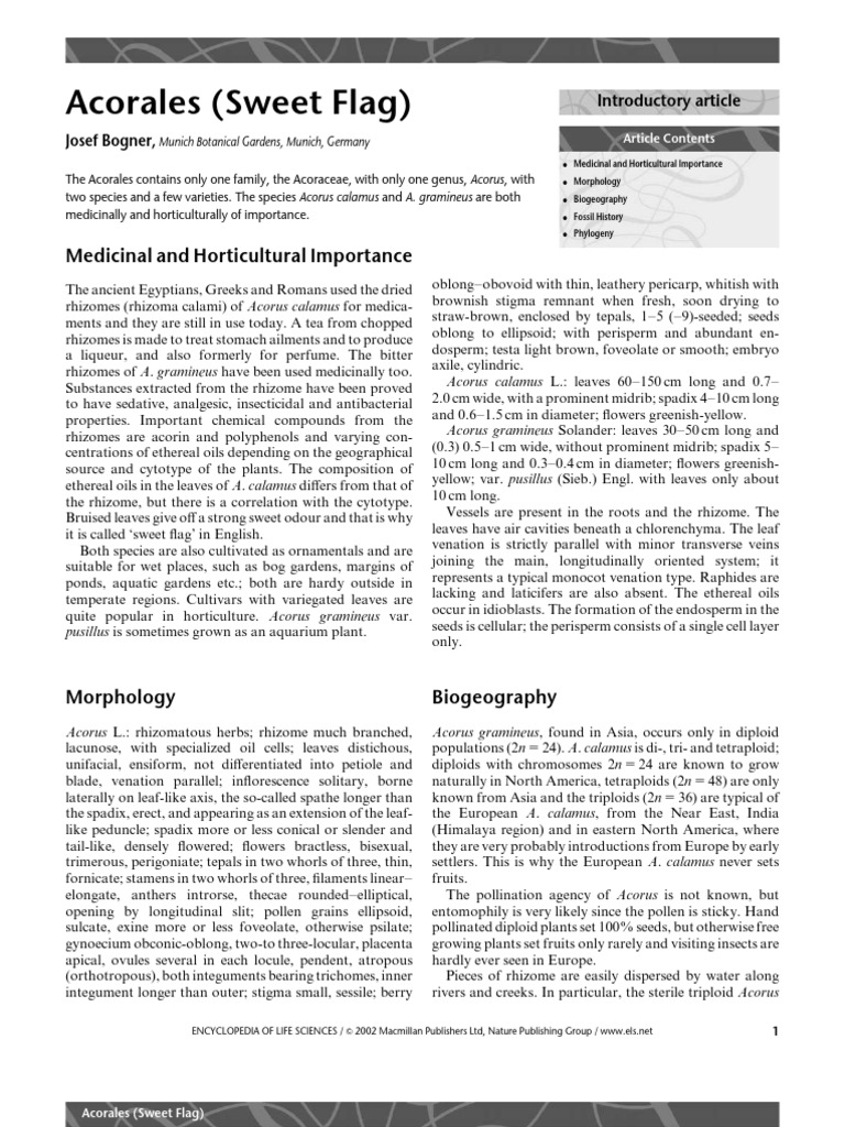 Acorales PDF | PDF | Plant Morphology | Horticulture And Gardening