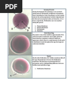 Starfish Embryonic Development Overview | PDF | Zoology | Morphology ...