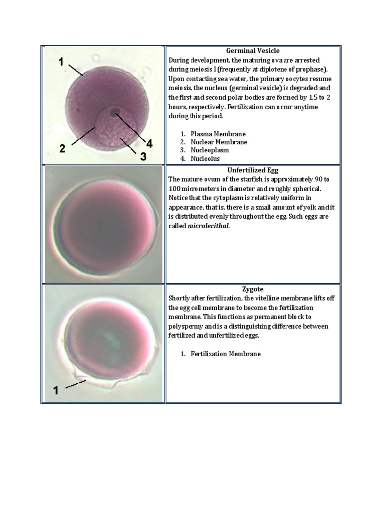 Starfish Embryonic Development Stages | PDF | Fertilisation | Meiosis
