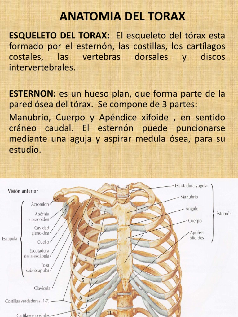 Anatomia Torax I | PDF | Tórax | Pecho