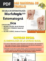 1 Region Superciliar | PDF | Cráneo | Anatomía humana