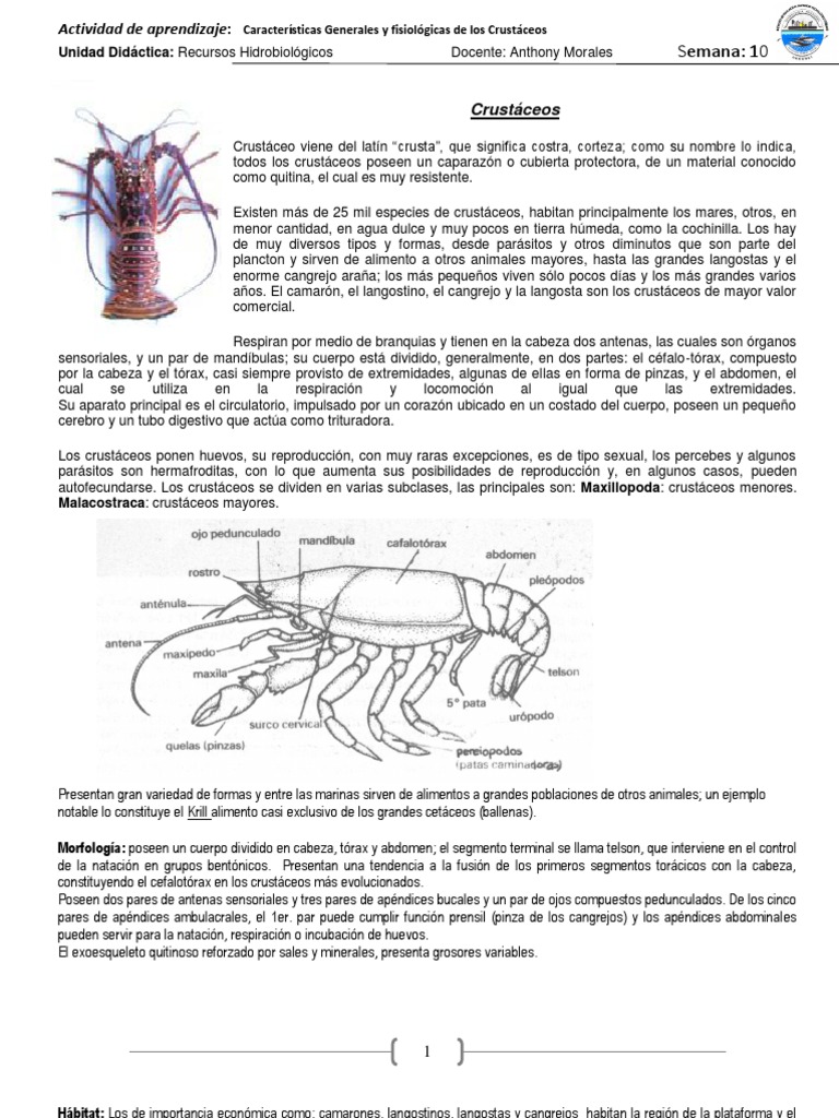 Características y Morfología de Crustáceos | PDF | Crustáceo | Organismos