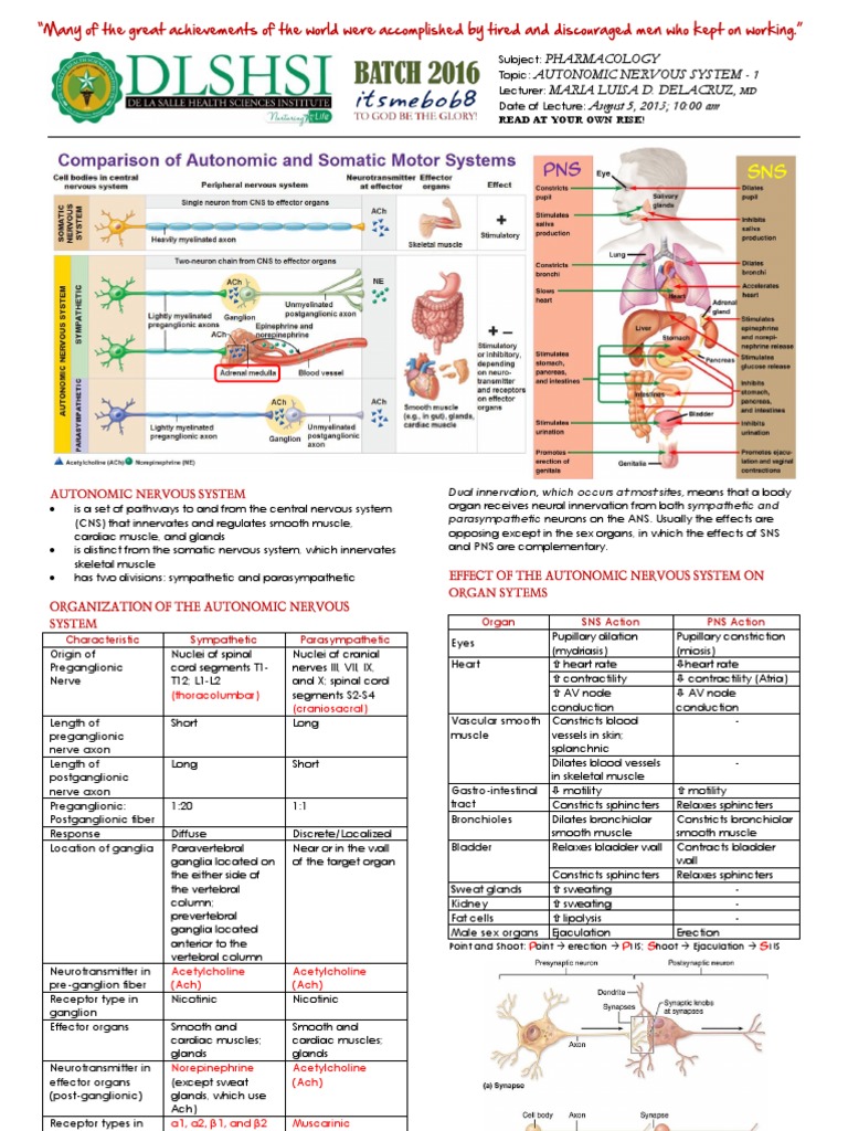 Autonomic Nervous System | PDF | Acetylcholine | Neurotransmitter