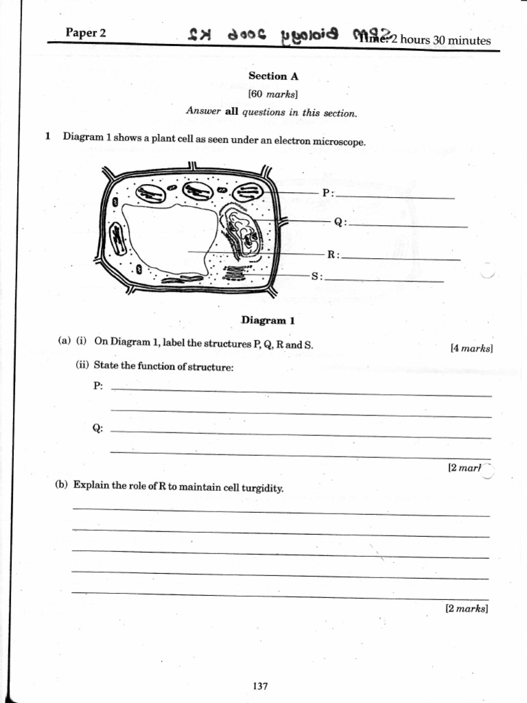 SPM Biology 2006 k2 | PDF | Cell Membrane | Photosynthesis