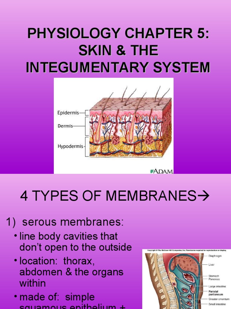 Physiology Skin & The Integumentary System | PDF | Epidermis | Wound ...