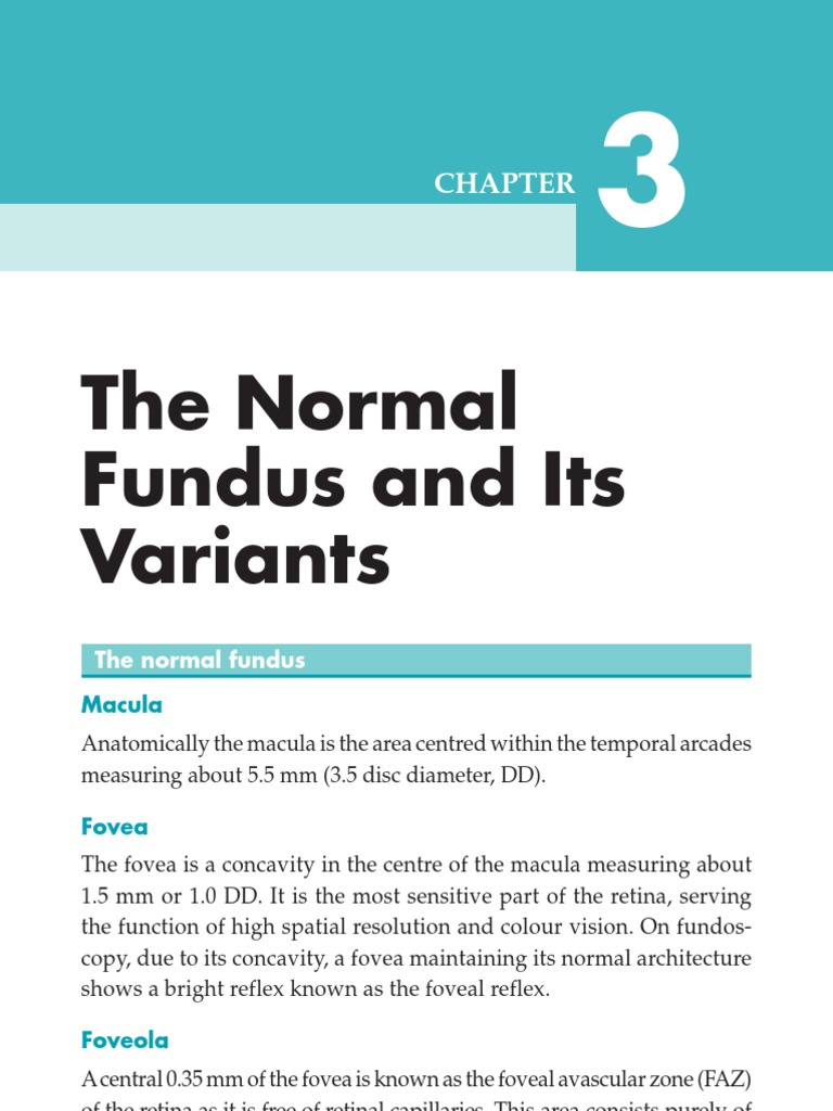 Fundus | PDF | Retina | Animal Anatomy