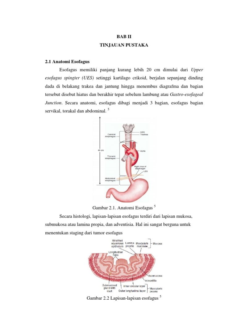 Gambaran Radiologi Tumor Esofagus | PDF