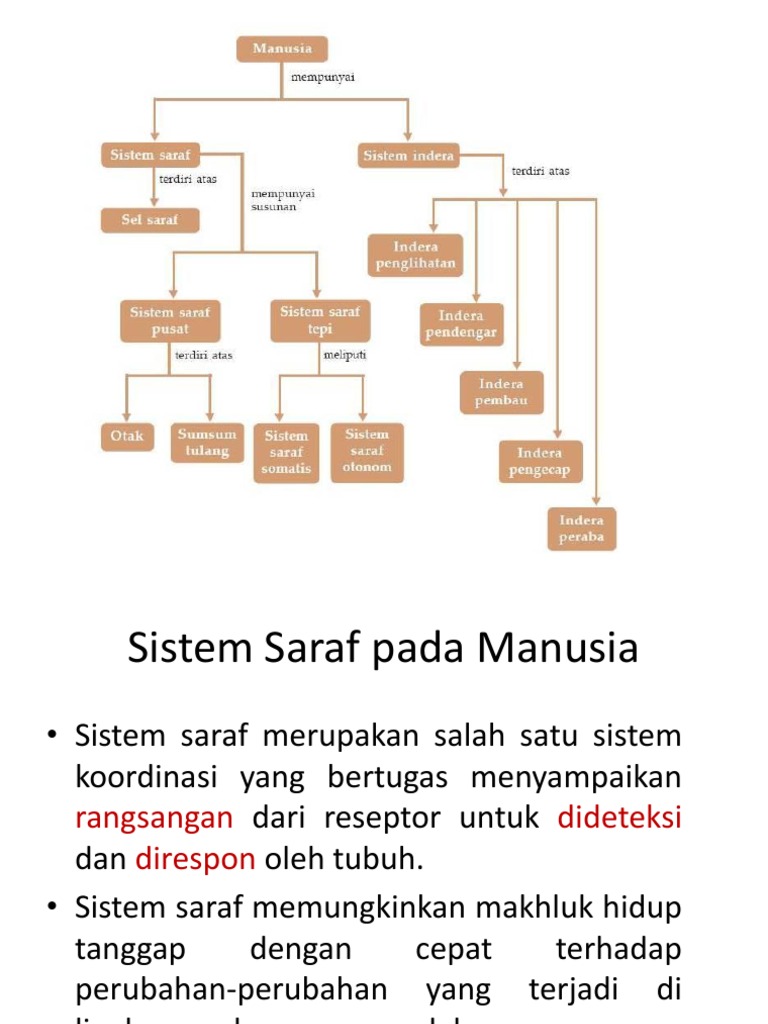 Sistem Syaraf, Simpatis, Parasimpatis, Dan Faal Mata | PDF